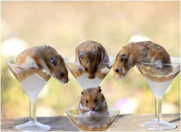 SORICEI | Bayerr DDD